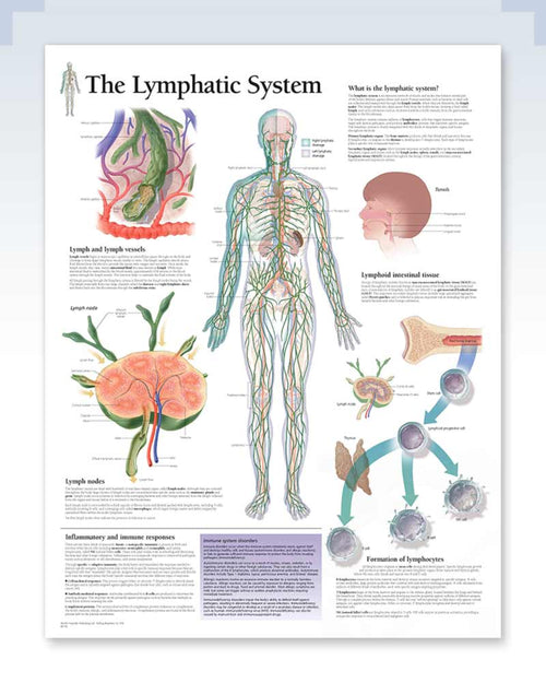 Lymphatic System Exam-Room Anatomy Posters | ClinicalPosters