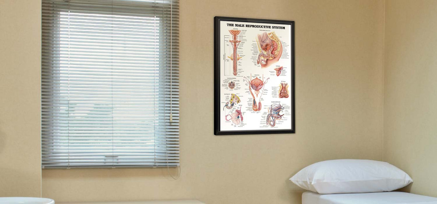Male Reproductive System Human Anatomy Posters | ClinicalPosters