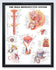 Male Reproductive System Human Anatomy Posters | ClinicalPosters