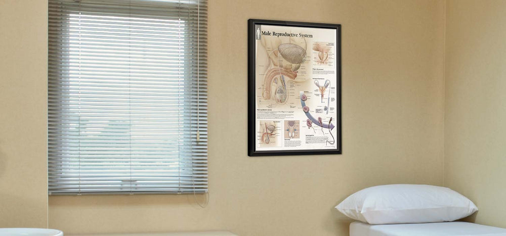 Male Reproductive System Human Anatomy Posters | ClinicalPosters