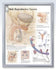 Male Reproductive System Human Anatomy Posters | ClinicalPosters