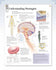 Meningitis Exam-Room Anatomy Poster | ClinicalPosters