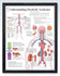 Metabolic Syndrome Exam-Room Anatomy Poster | ClinicalPosters