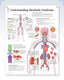 Metabolic Syndrome Exam-Room Anatomy Poster | ClinicalPosters