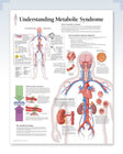 Metabolic Syndrome Exam-Room Anatomy Poster | ClinicalPosters