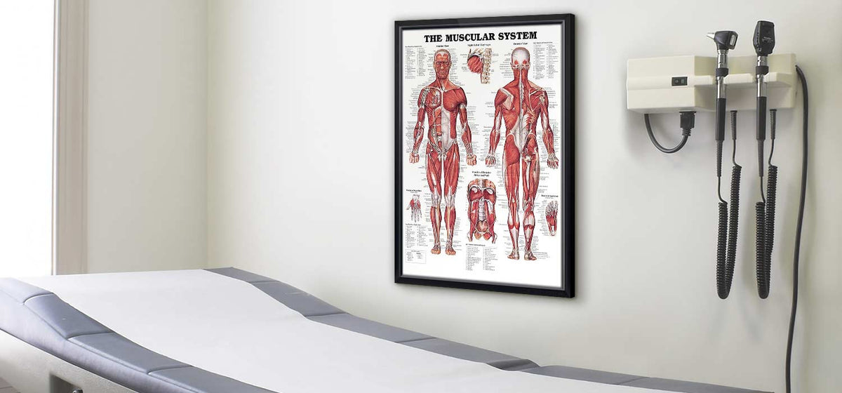 Muscular System Discount Anatomy Poster | ClinicalPosters