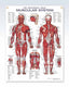 Laminated Muscular System Anatomy Posters | ClinicalPosters