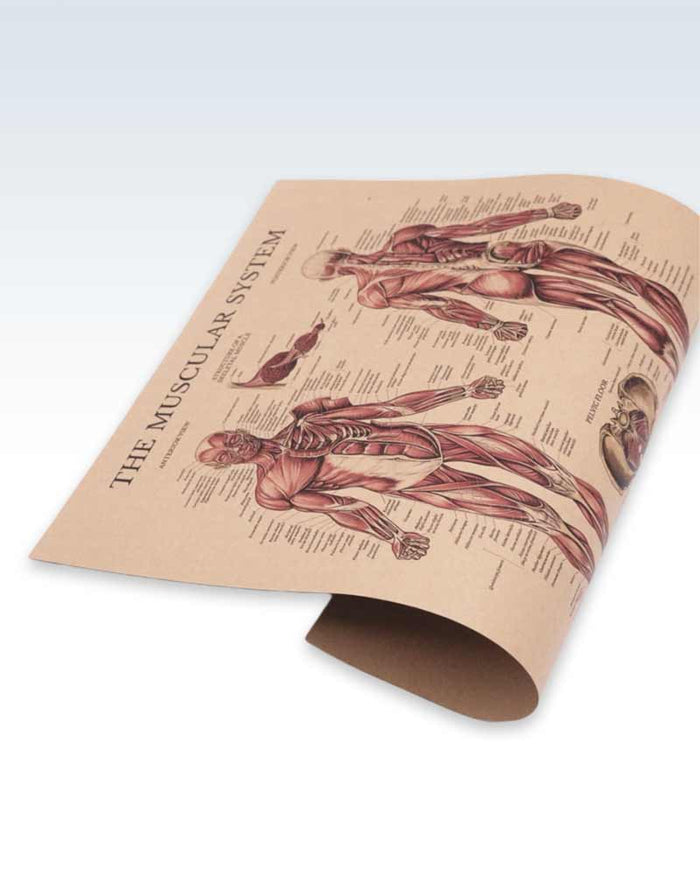 Muscular System Exam Room Anatomy Posters | ClinicalPosters