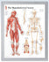 Musculoskeletal System Exam-Room Anatomy Posters | ClinicalPosters
