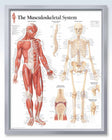 Musculoskeletal System Exam-Room Anatomy Posters | ClinicalPosters