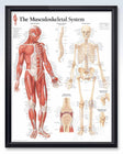 Musculoskeletal System Exam-Room Anatomy Posters | ClinicalPosters
