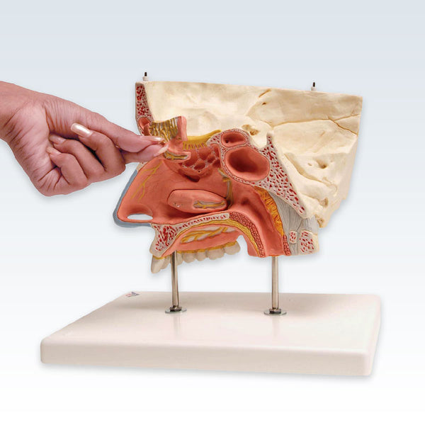 Human Nose With Sinuses 5-Part Anatomical Model | ClinicalPosters