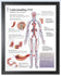 Understanding PAD Exam-Room Anatomy Poster | ClinicalPosters