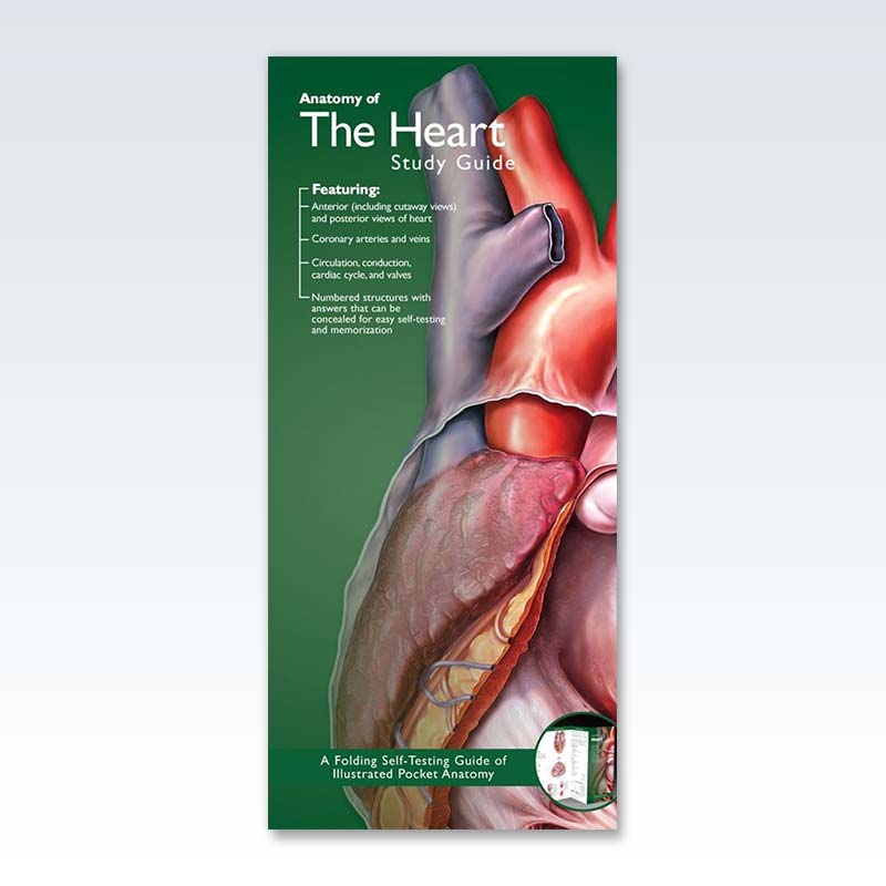 Anatomy of The Heart Study Guide (2E) 4x9 – clinicalposters.com