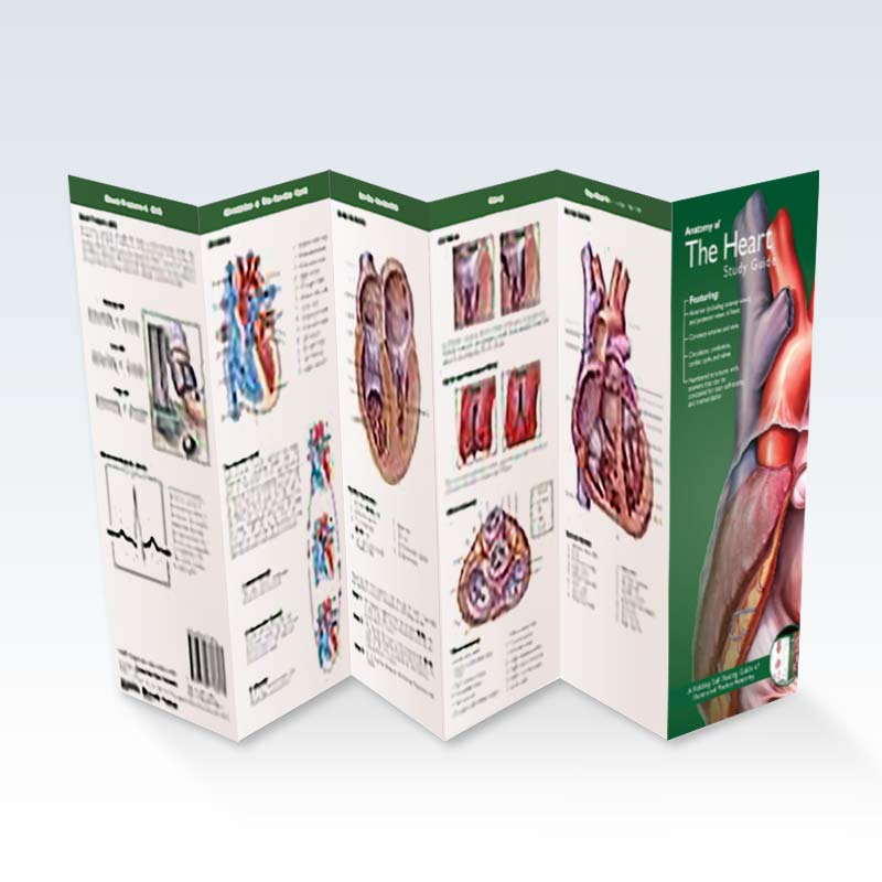 Anatomy of The Heart Study Guide (2E) 4x9 | ClinicalPosters