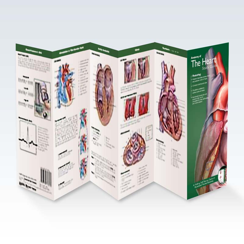 Anatomy of The Heart Study Guide (2E) 4x9 | ClinicalPosters