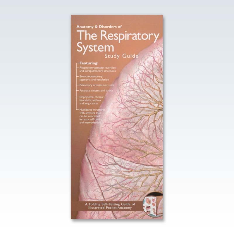 The Respiratory System Study Guide (2E) 4x9 | ClinicalPosters