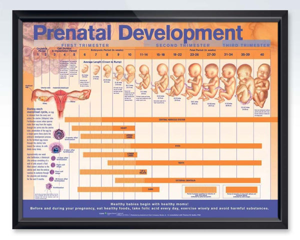 Obstetrics and Gynecology Medical Anatomy Posters – ClinicalPosters