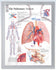 Pulmonary System Exam-Room Anatomy Posters | ClinicalPosters