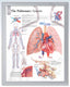 Pulmonary System Exam-Room Anatomy Posters | ClinicalPosters