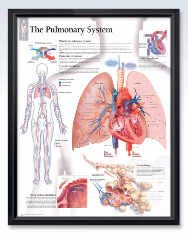 Respiratory Medical Anatomy Posters and Models – ClinicalPosters