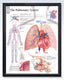 Pulmonary System Exam-Room Anatomy Posters | ClinicalPosters