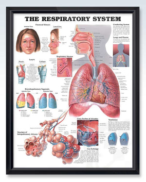 Respiratory Medical Anatomy Posters and Models – ClinicalPosters