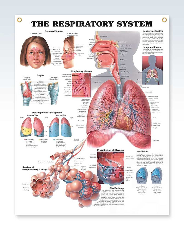 Laminated Respiratory System Anatomy Posters | ClinicalPosters