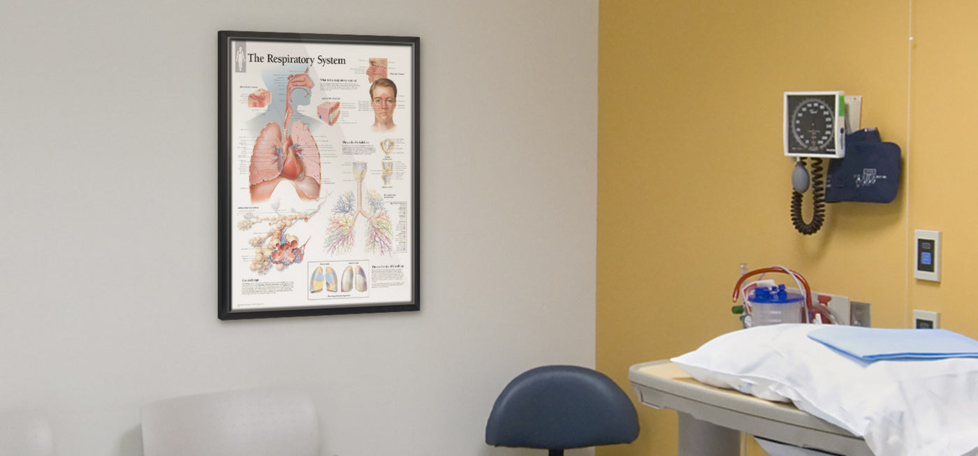 Respiratory System Exam-Room Anatomy Posters | ClinicalPosters