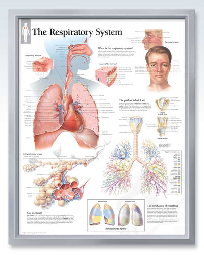 Respiratory System Exam-Room Anatomy Posters | ClinicalPosters