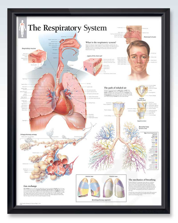 Respiratory System Exam-Room Anatomy Posters | ClinicalPosters