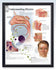 Understanding Rhinitis Exam-Room Anatomy Poster | ClinicalPosters