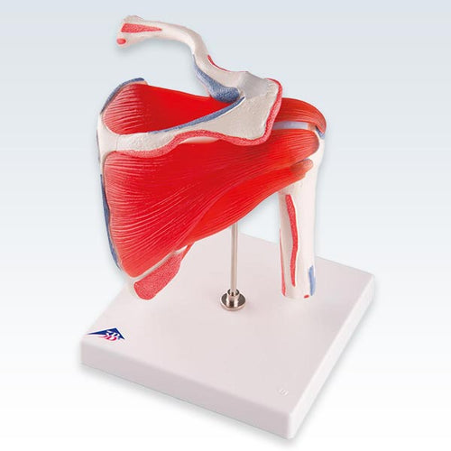 Shoulder Joint with Rotator Cuff 5-Part Anatomical Model