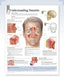 Understanding Sinusitis Exam-Room Human Anatomy Poster