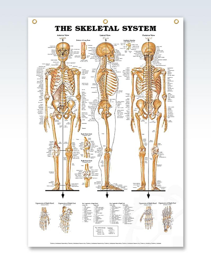 The Skeletal System Enlarged Anatomy Poster | ClinicalPosters