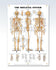 The Skeletal System Enlarged Anatomy Poster | ClinicalPosters