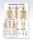 The Skeletal System Enlarged Anatomy Poster | ClinicalPosters