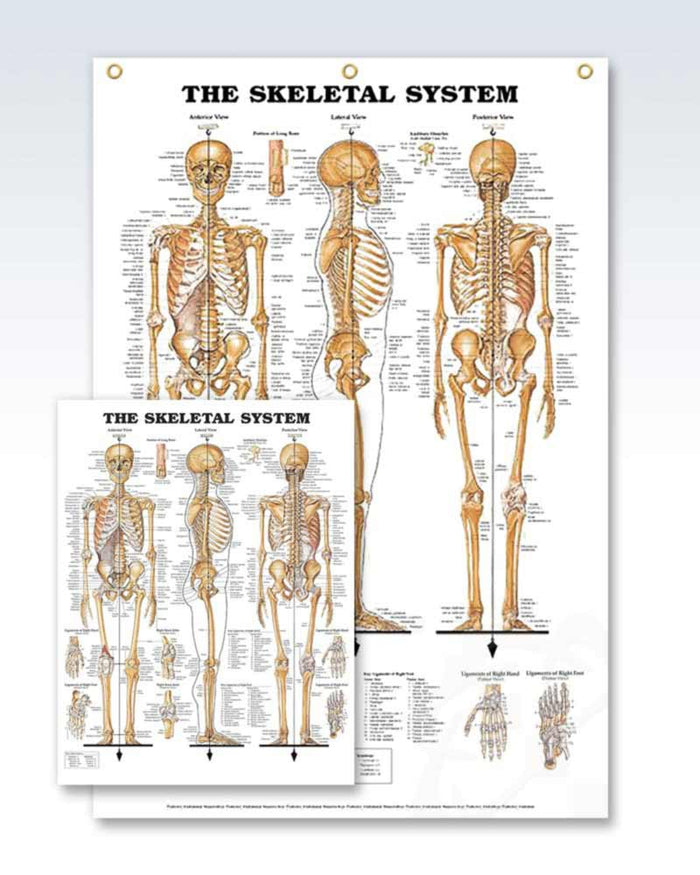 The Skeletal System Enlarged Anatomy Poster | ClinicalPosters
