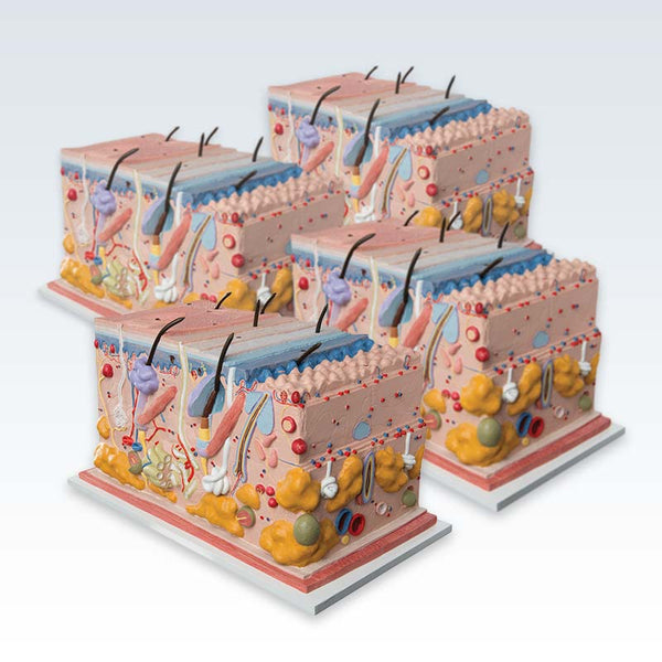 Skin Block 70x Anatomical Model | ClinicalPosters