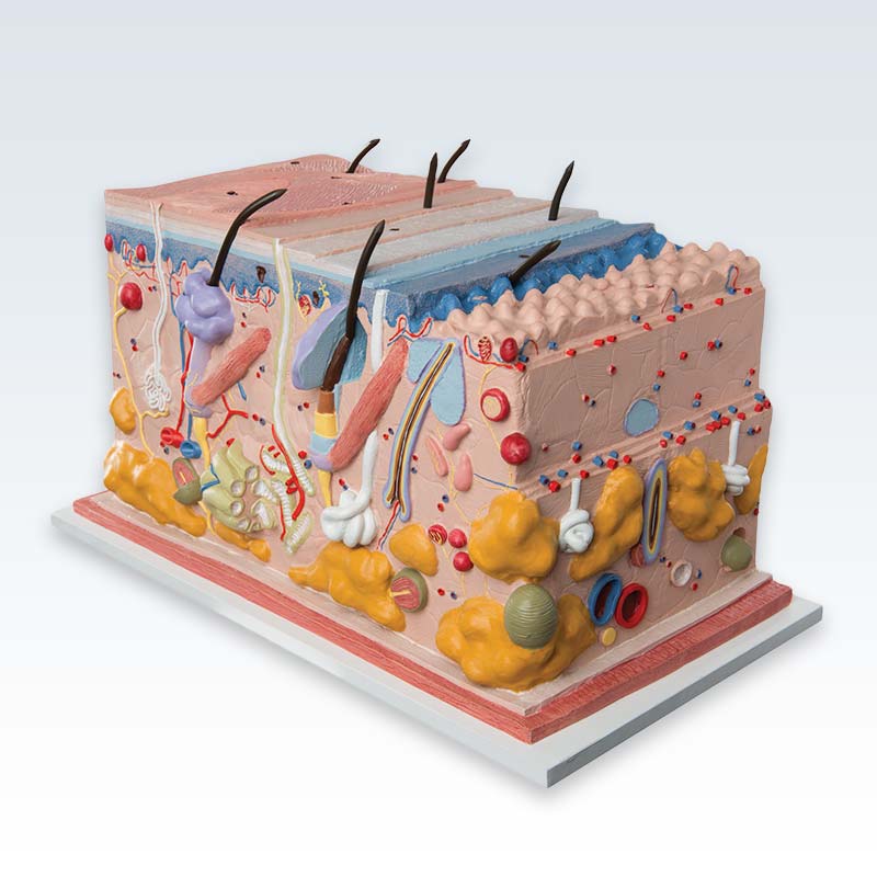 Skin Block 70x Anatomical Model | ClinicalPosters