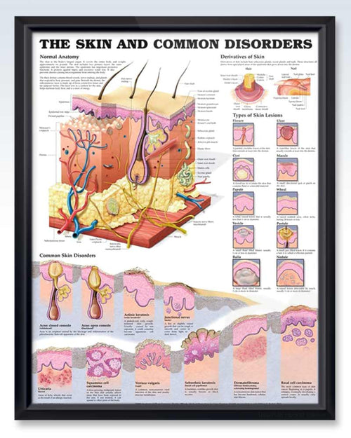 Dermatologists Medical Anatomy Posters – ClinicalPosters