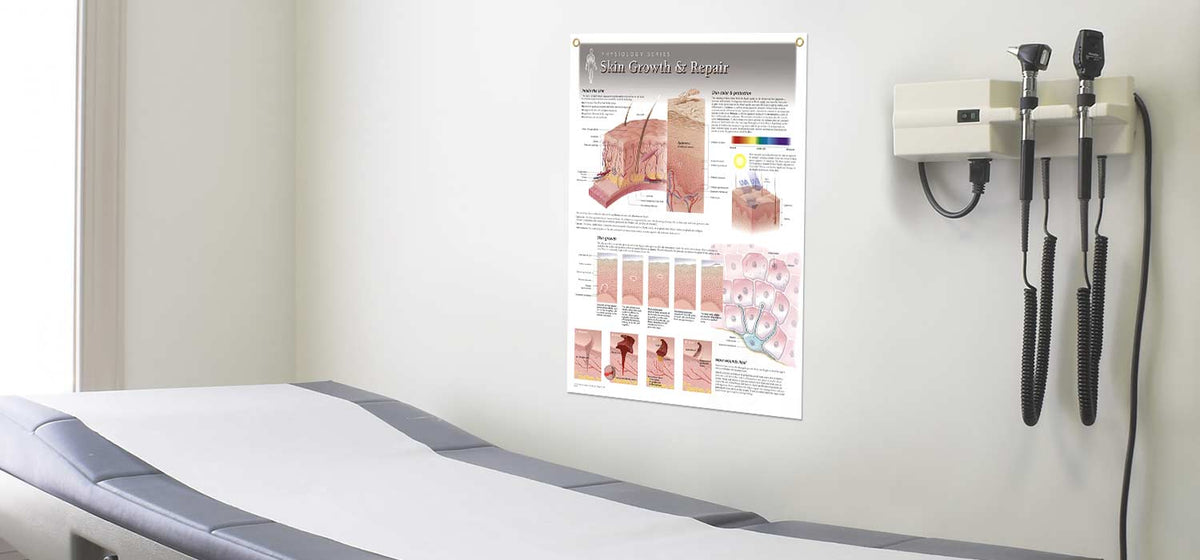Skin Growth and Repair Anatomy Poster | ClinicalPosters