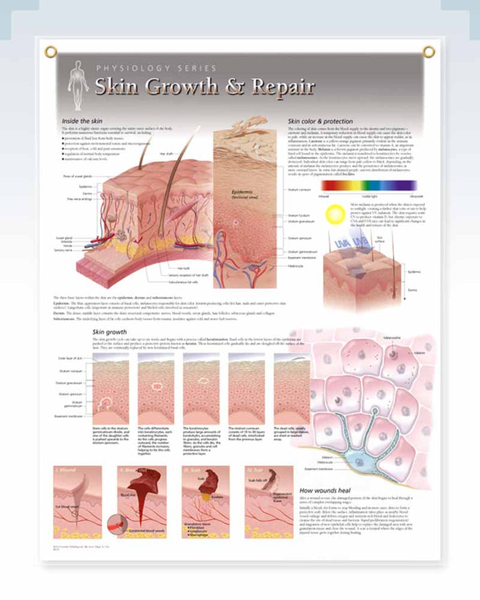 Skin Growth and Repair Anatomy Poster | ClinicalPosters