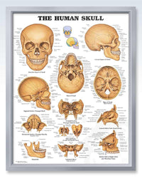 Human Skull Anatomy Poster | ClinicalPosters