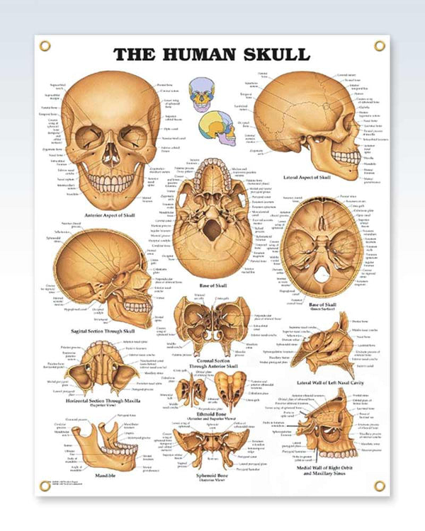 Laminated Human Skull Anatomy Poster | ClinicalPosters
