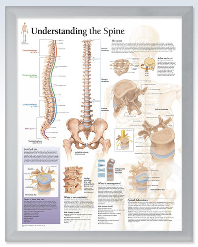 Understanding the Spine Exam-Room Anatomy Poster | ClinicalPosters