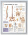 Understanding the Spine Exam-Room Anatomy Poster | ClinicalPosters