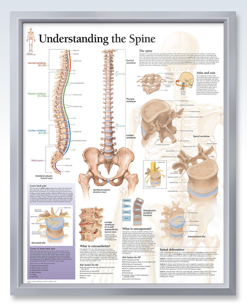 Understanding the Spine Exam-Room Anatomy Poster | ClinicalPosters