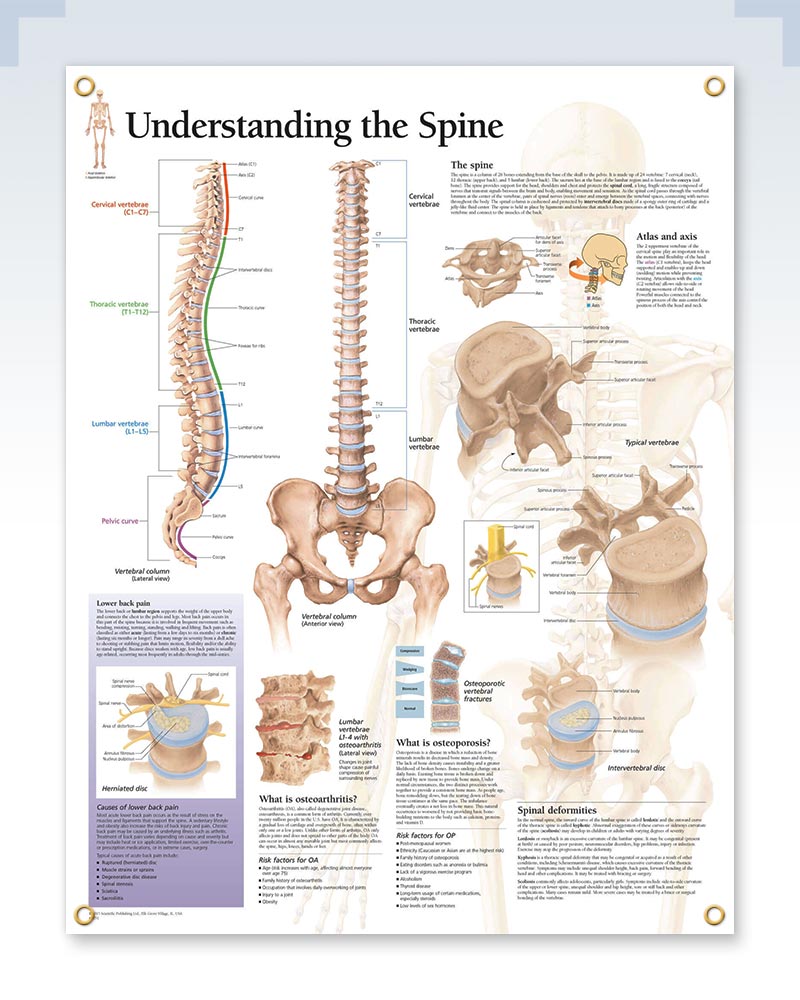 Understanding the Spine Exam-Room Anatomy Poster – clinicalposters.com