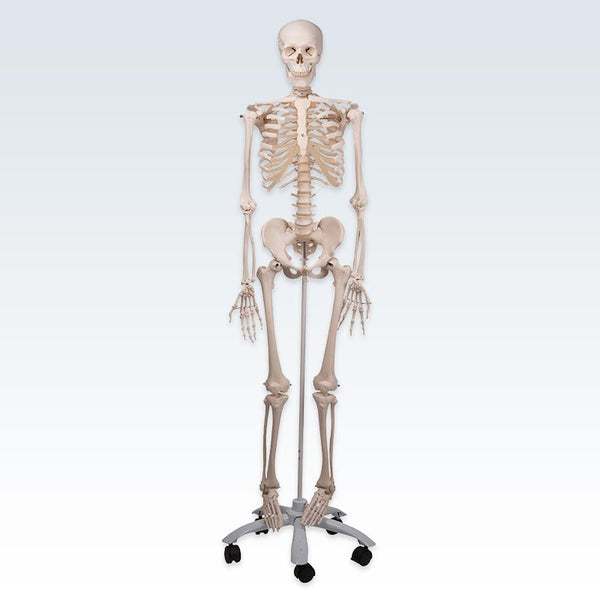 Stan Human Skeleton Anatomical Model | ClinicalPosters
